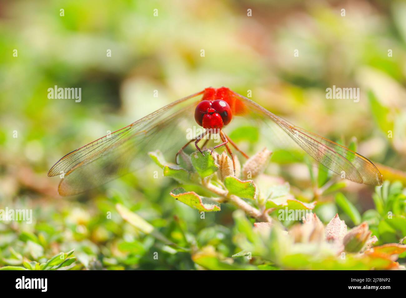 Scarlet Percher dragonfly holding onto a plant with swallow blur ...