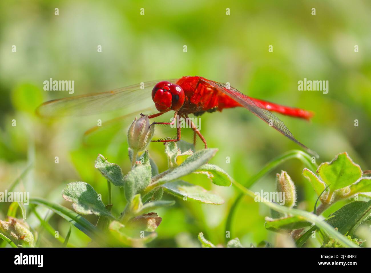 Scarlet Percher dragonfly holding onto a plant with swallow blur ...
