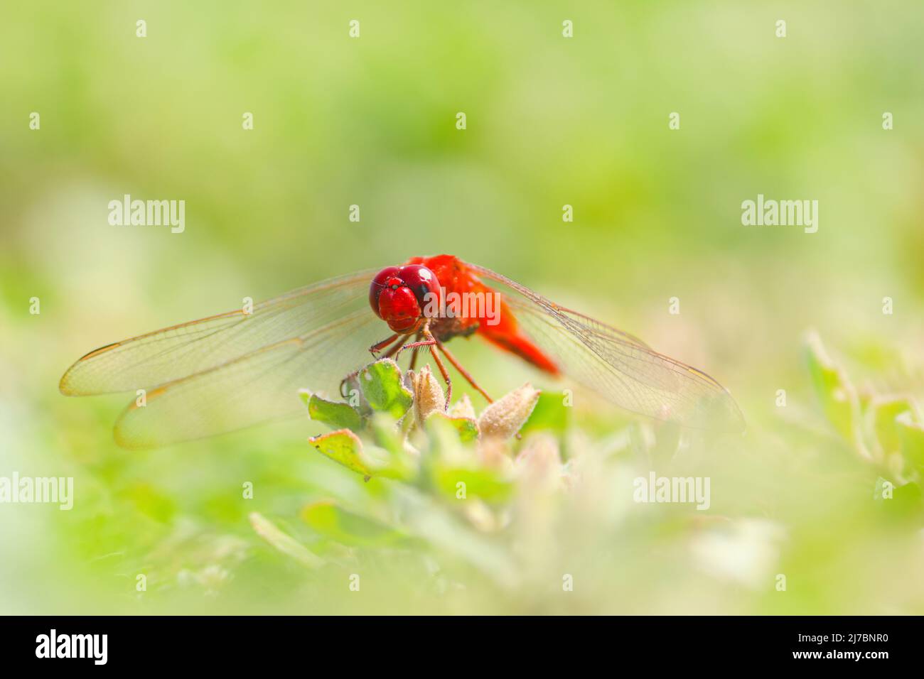 Scarlet Percher dragonfly holding onto a plant with swallow blur Stock ...