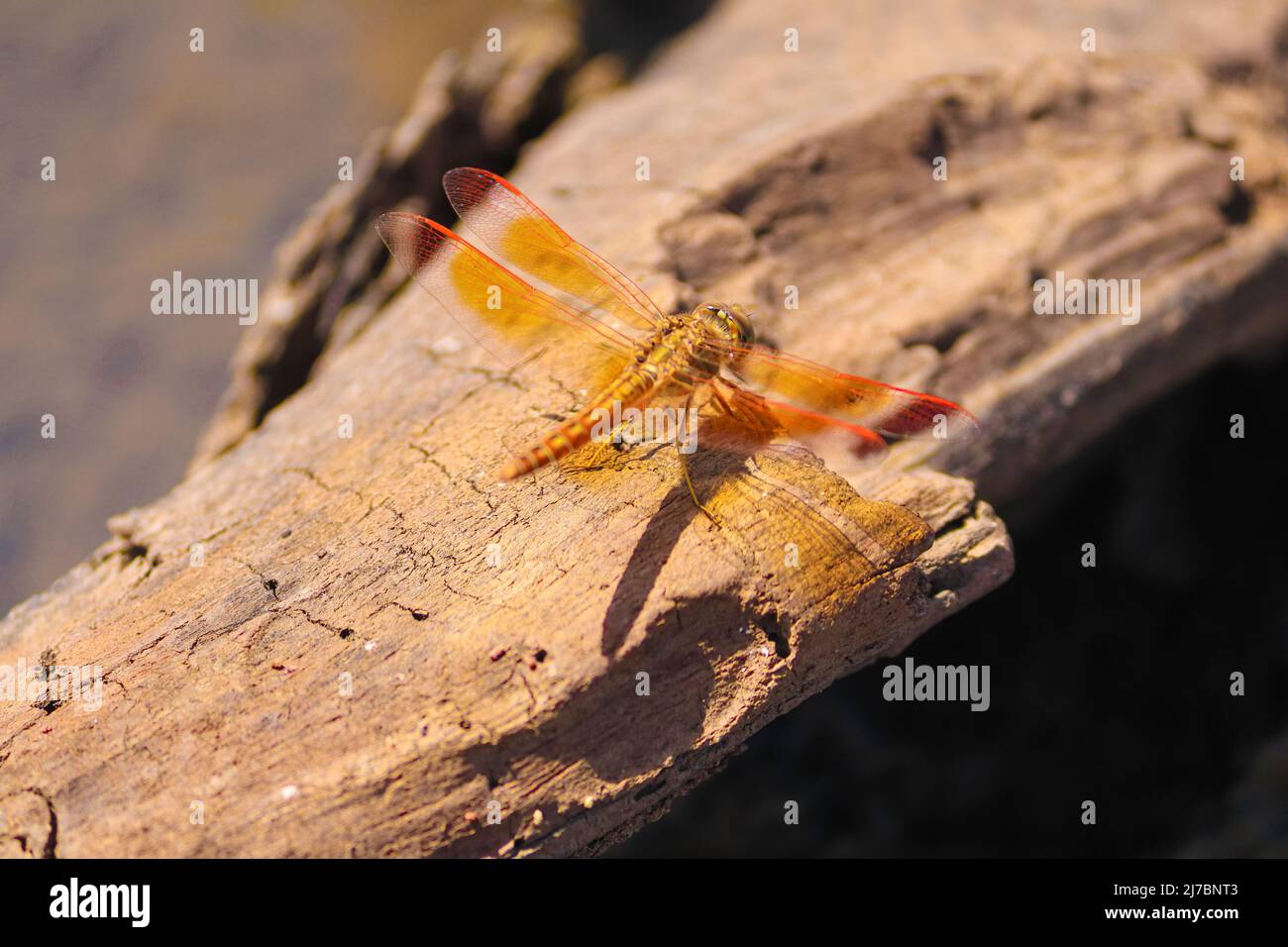 Scarlet percher dragonfly hi-res stock photography and images - Alamy