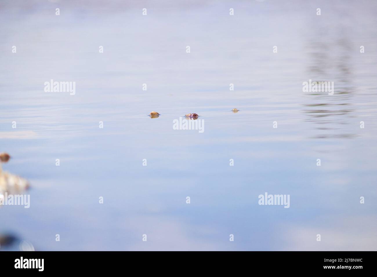 Floating skull hi-res stock photography and images - Alamy