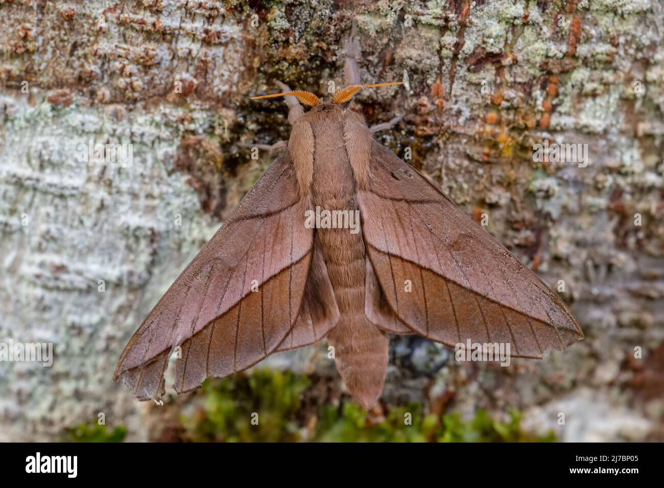 emperor moth – Oiticella sp. – beautiful large moth from South American ...