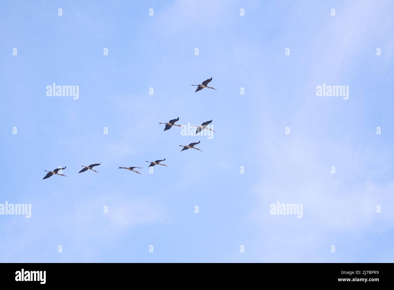 Set of multiple Yellow-billed stork Birds migrating together formation ...