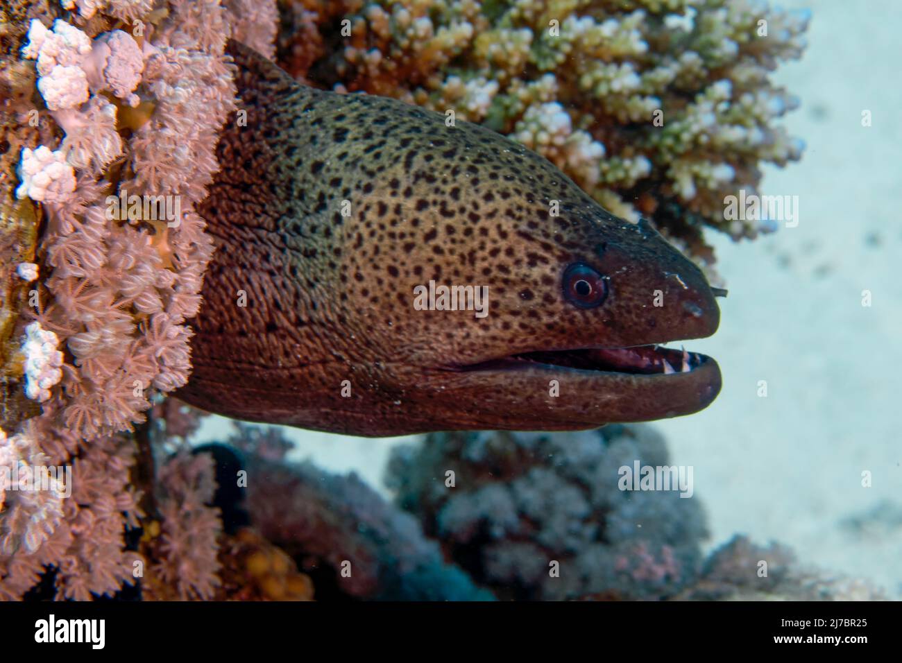 A Giant Moray Eel (Gymnothorax javanicus) in the Red Sea, Egypt Stock ...