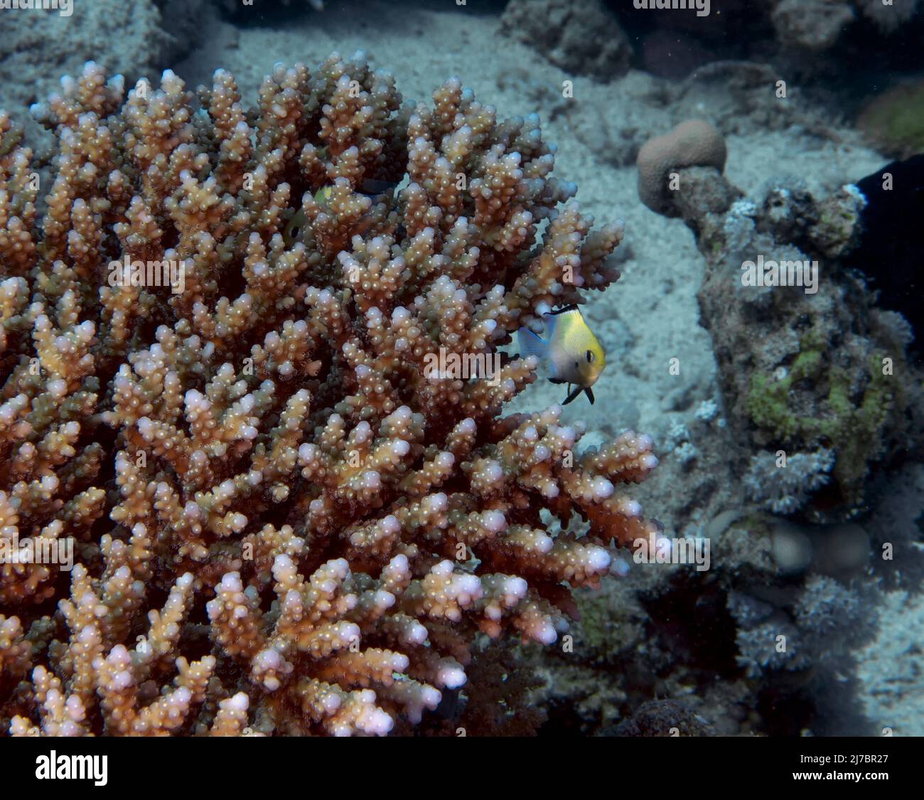Arabian Damsels (Pomacentrus arabicus) in the Red Sea, Egypt Stock ...