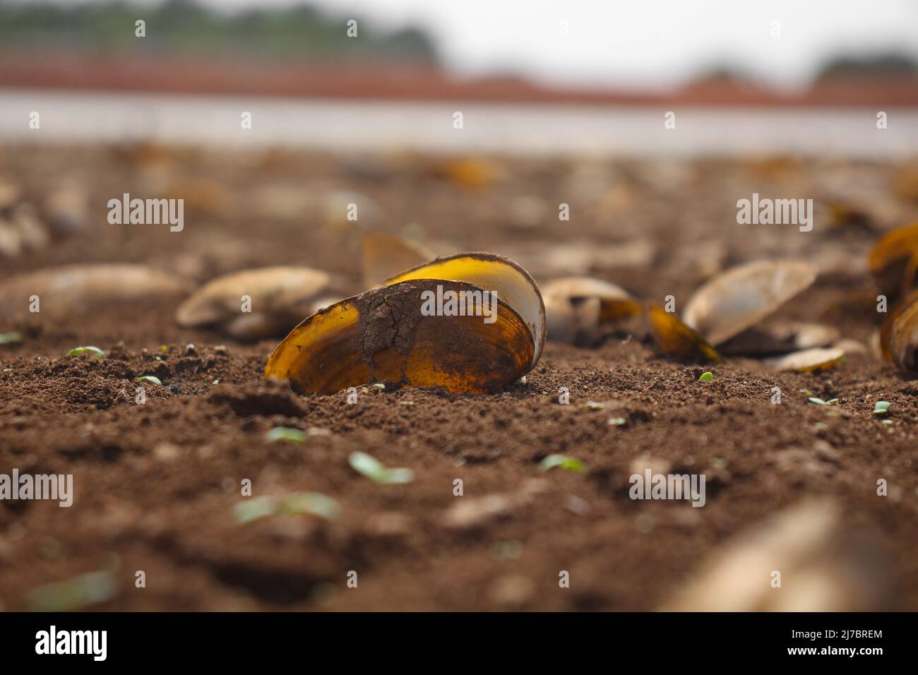 Front-side of a Broken shell with bunch of shells background soil ...