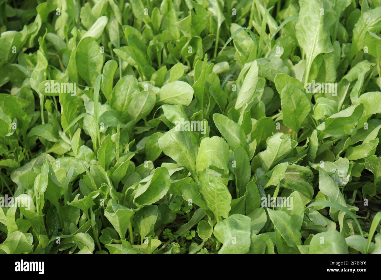 green colored Spinach with spices on plate for cooking Stock Photo - Alamy