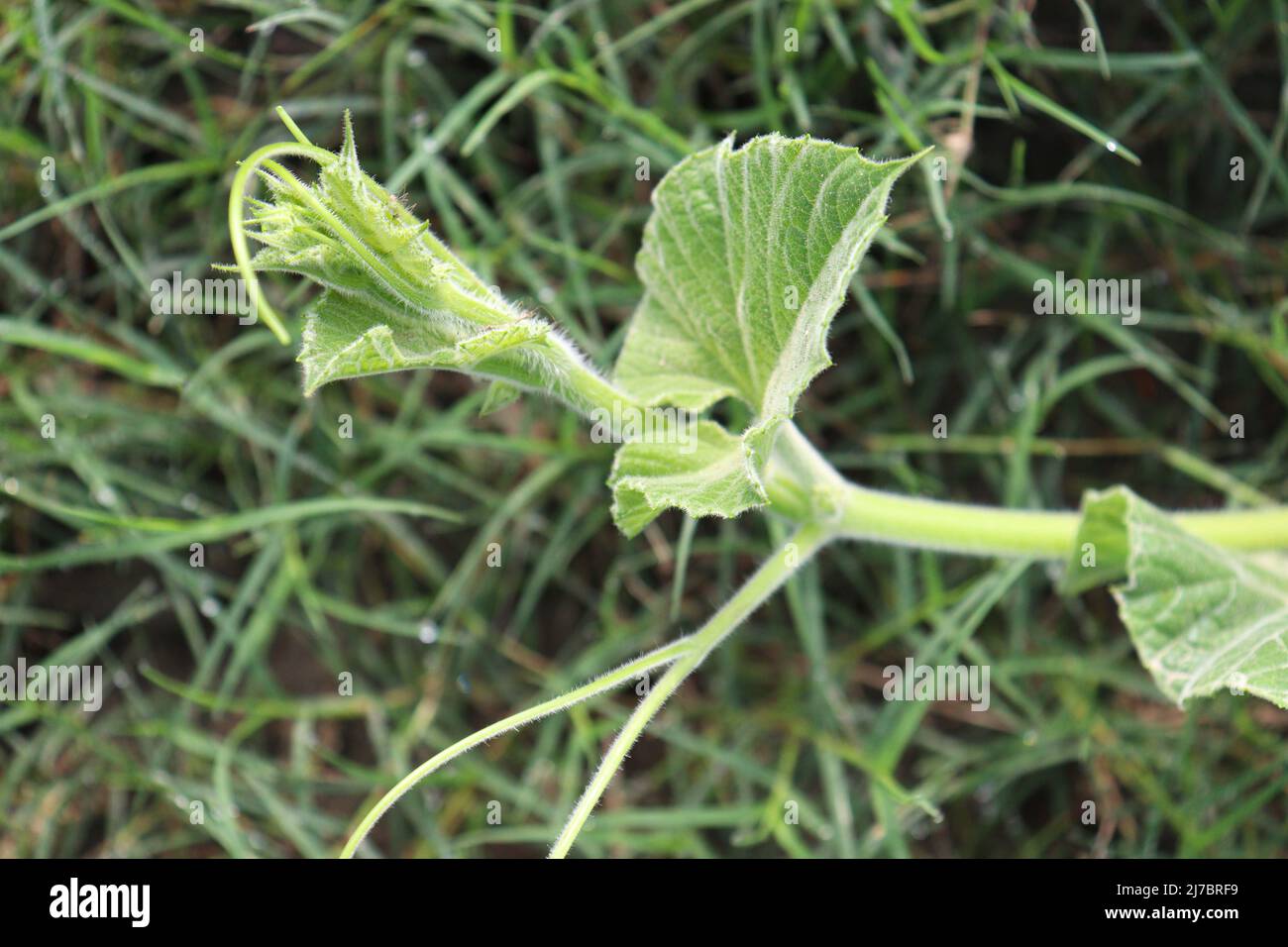 bottle guard leaf tree farm for harvest and sell Stock Photo - Alamy