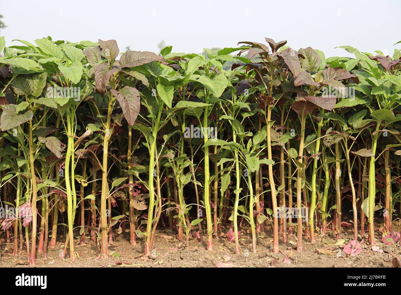 green colored spinach farm for harvest and eat Stock Photo - Alamy