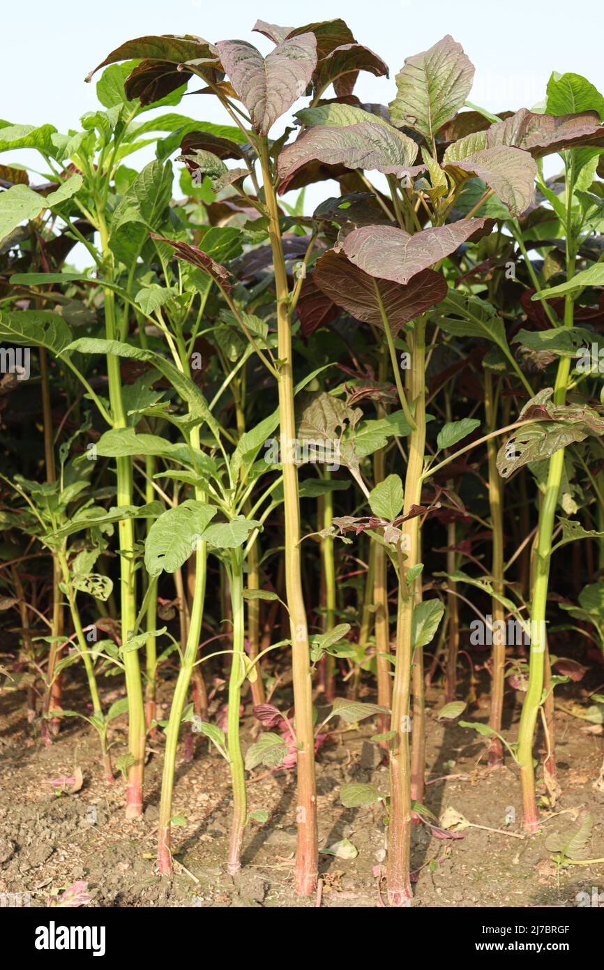 green colored spinach farm for harvest and eat Stock Photo - Alamy