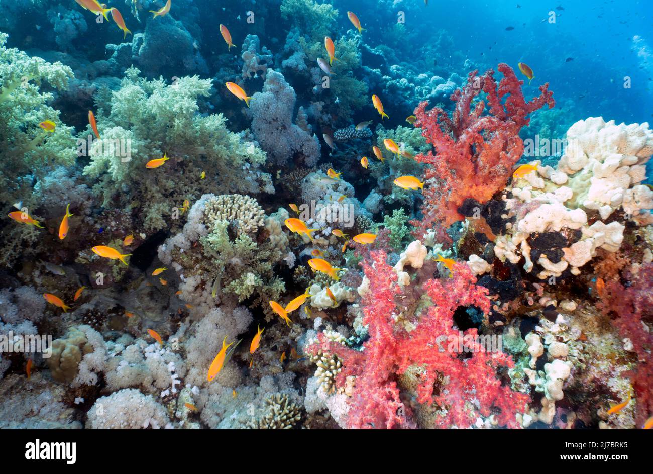 Coral reefs in the Red Sea, Egypt Stock Photo - Alamy