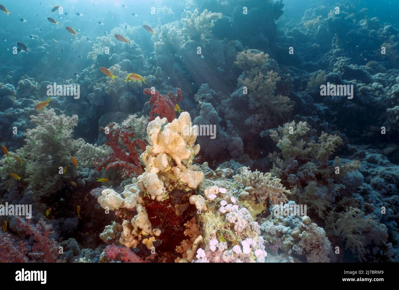 Coral reefs in the Red Sea, Egypt Stock Photo - Alamy
