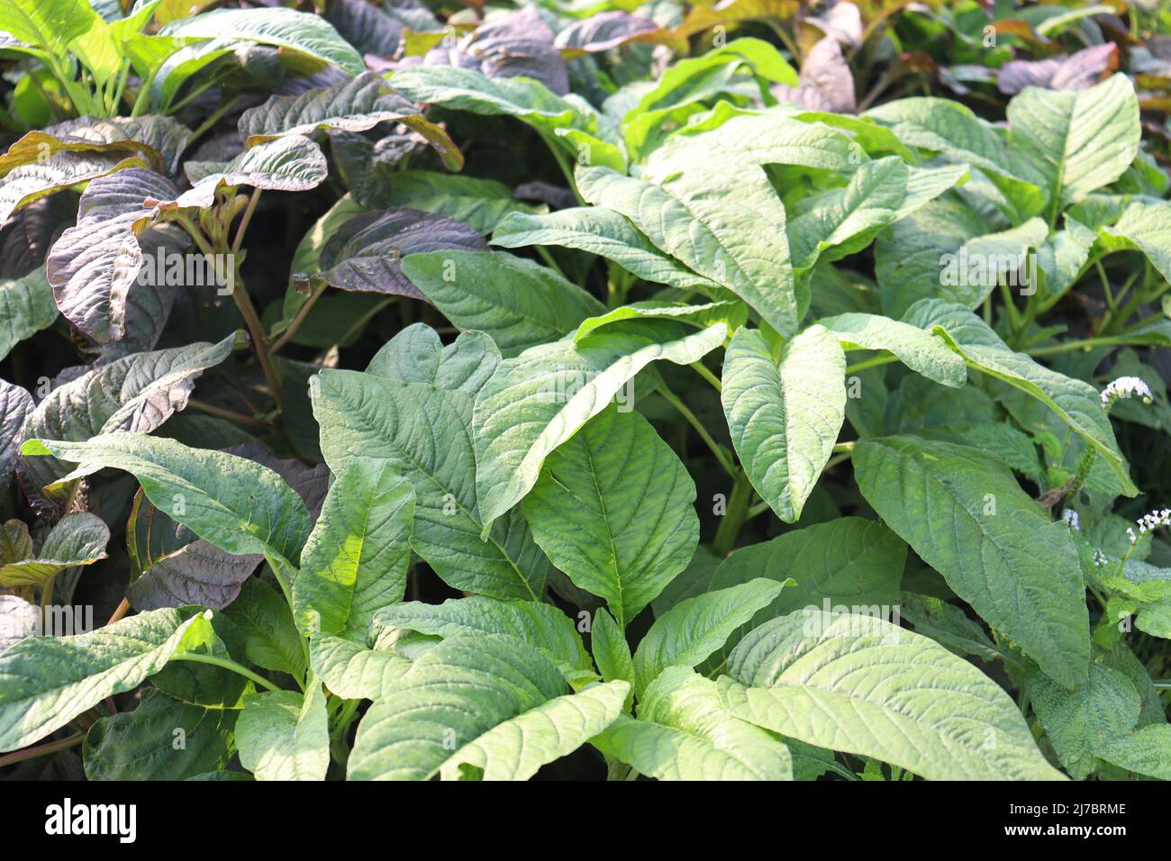green colored spinach farm for harvest and eat Stock Photo - Alamy