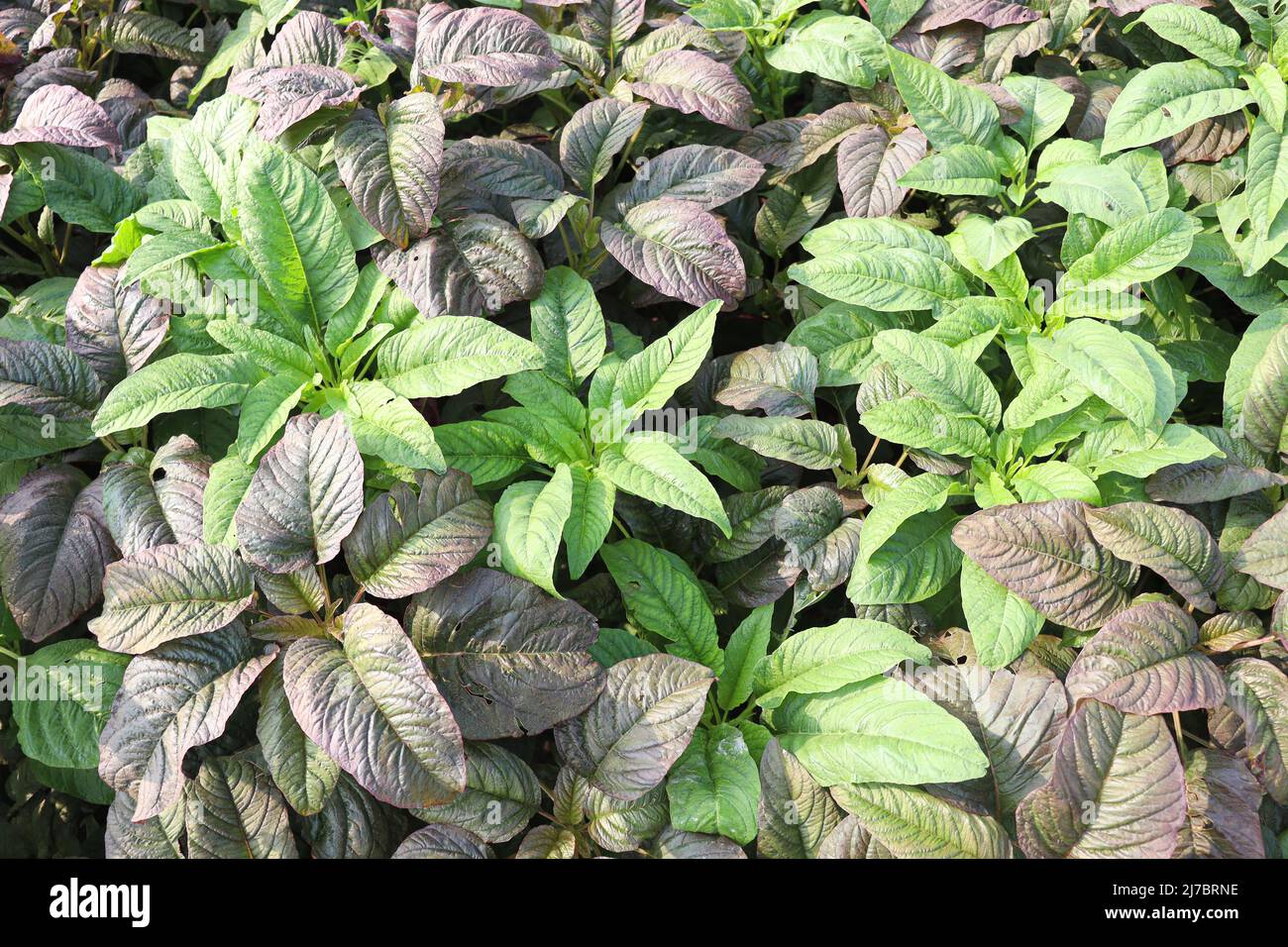 green colored spinach farm for harvest and eat Stock Photo - Alamy