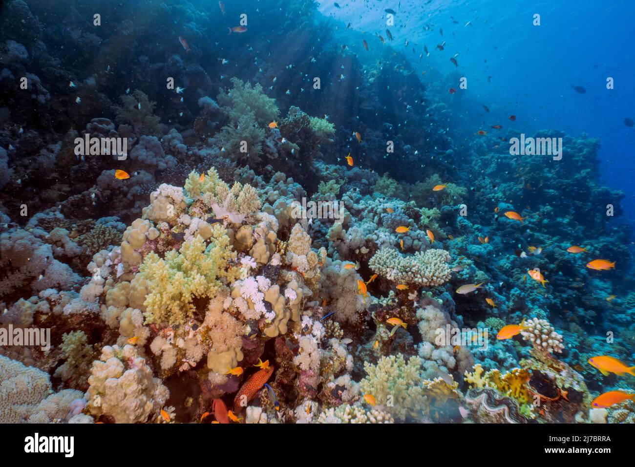 Coral reefs in the Red Sea, Egypt Stock Photo - Alamy
