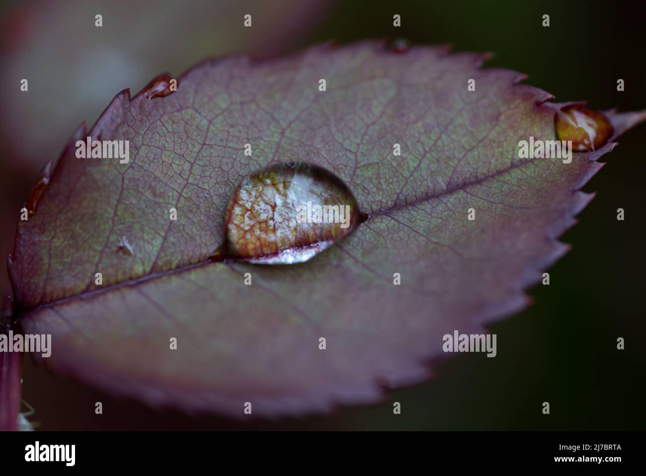 Magnified leaf hi-res stock photography and images - Alamy