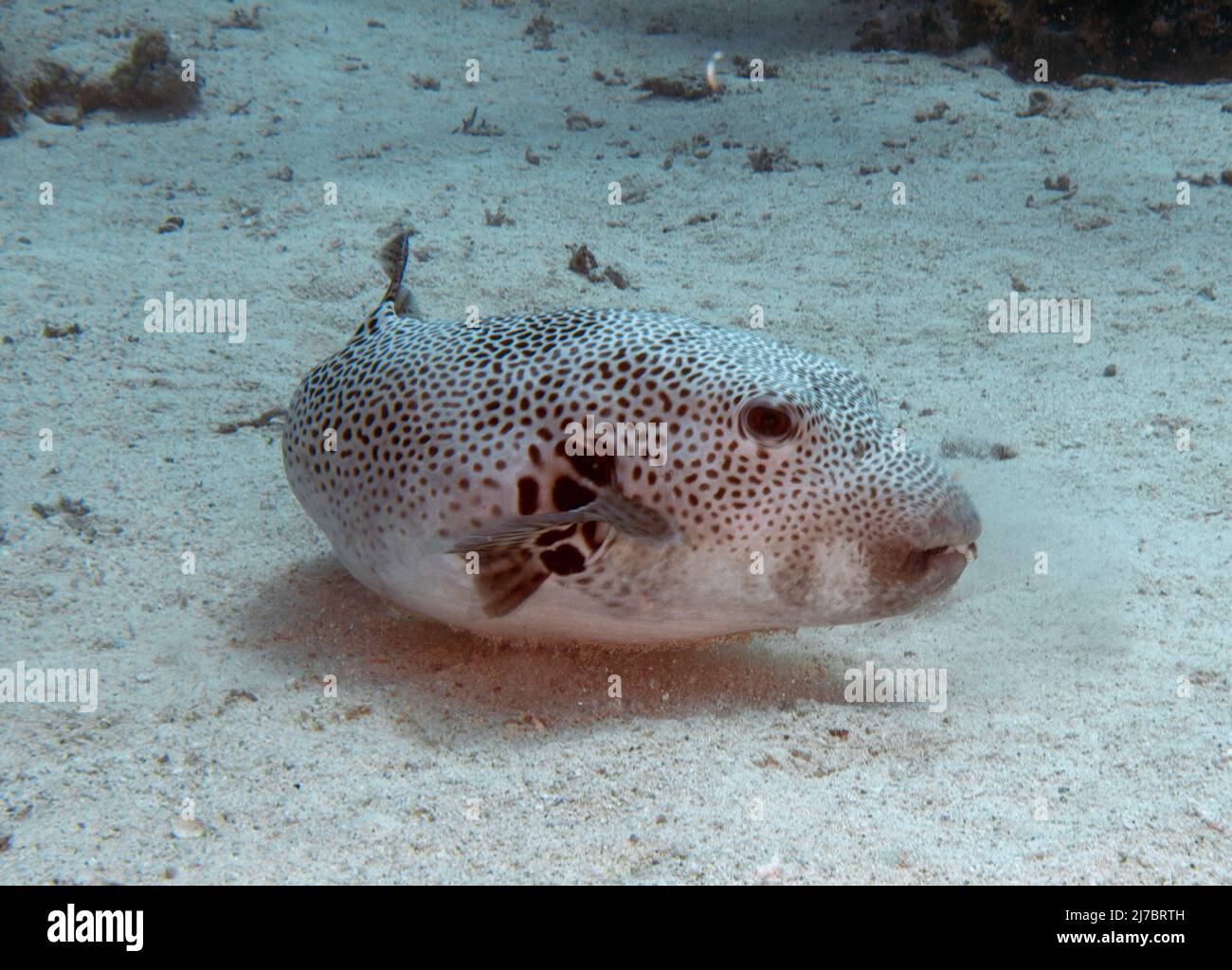 A Starry Puffer (Arothron stellatus) in the Red Sea, Egypt Stock Photo ...