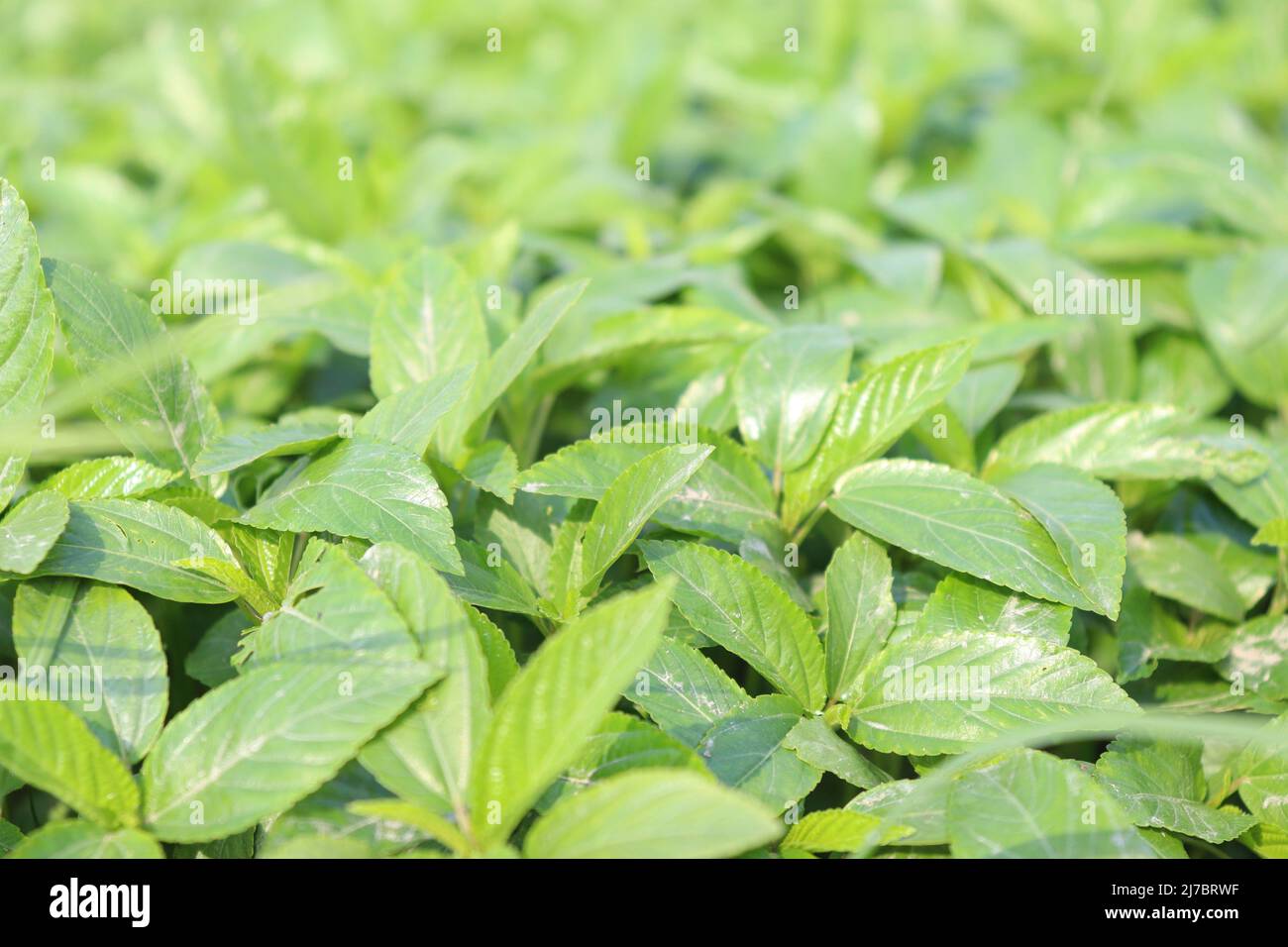 green color jute farm on field for harvest and sell Stock Photo - Alamy