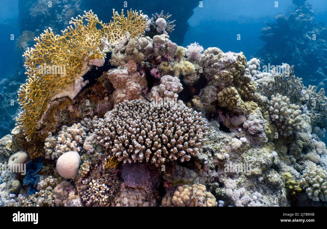 Coral reefs in the Red Sea, Egypt Stock Photo - Alamy
