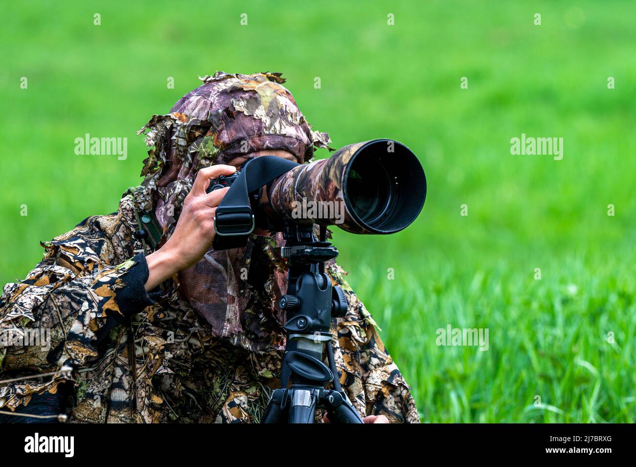 A female nature photographer waiting hidden for an animal Stock Photo ...