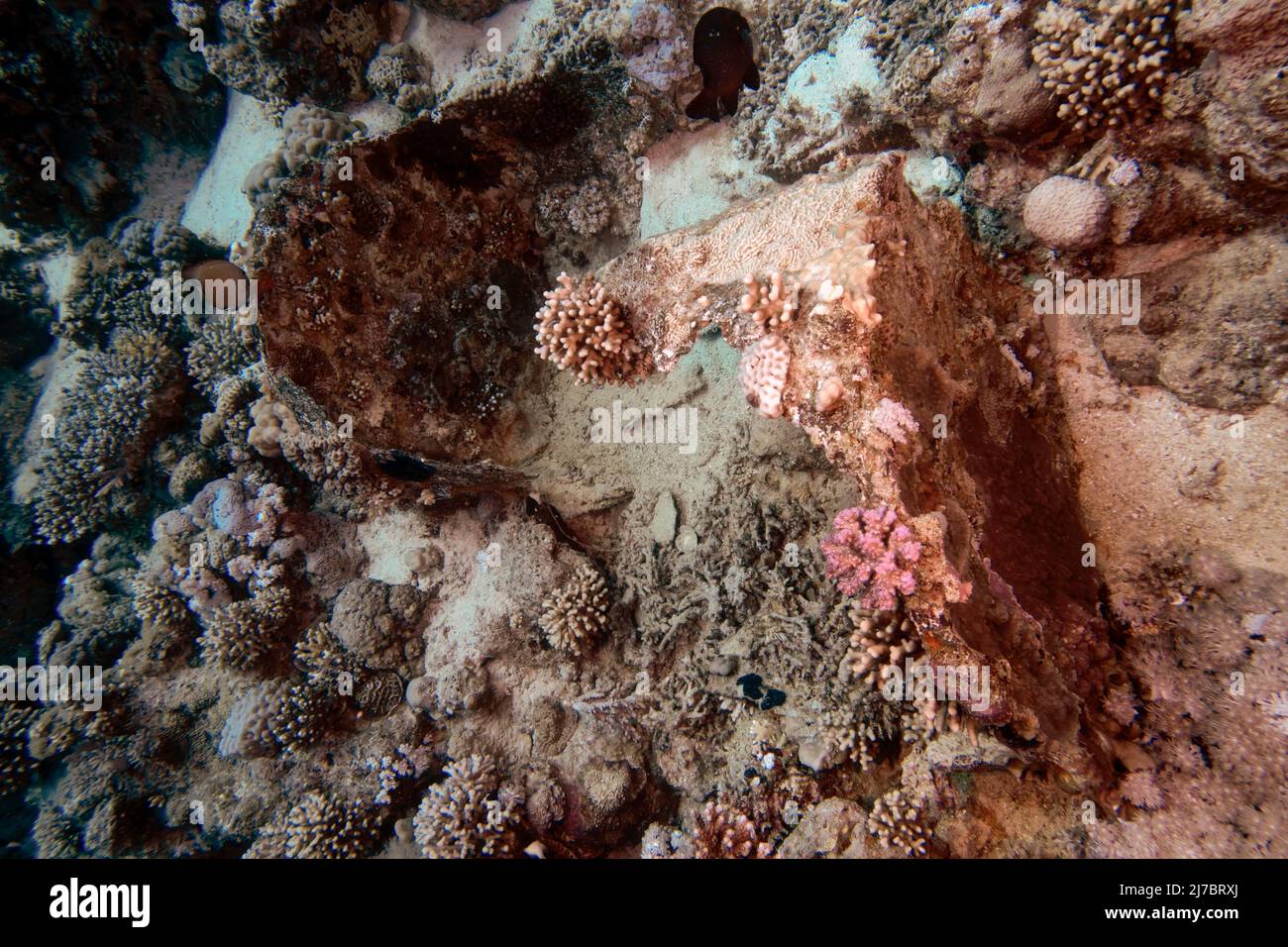 Ship wreck underwater in the egyptian red sea hi-res stock photography ...