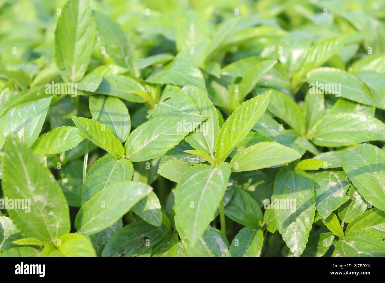 green color jute farm on field for harvest and sell Stock Photo - Alamy