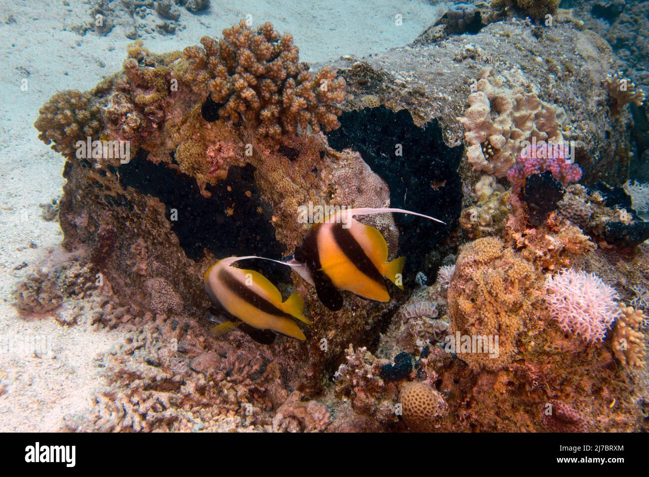 Old barrels from a ship wreck on Gordon Reef in the Straits of Tiran ...