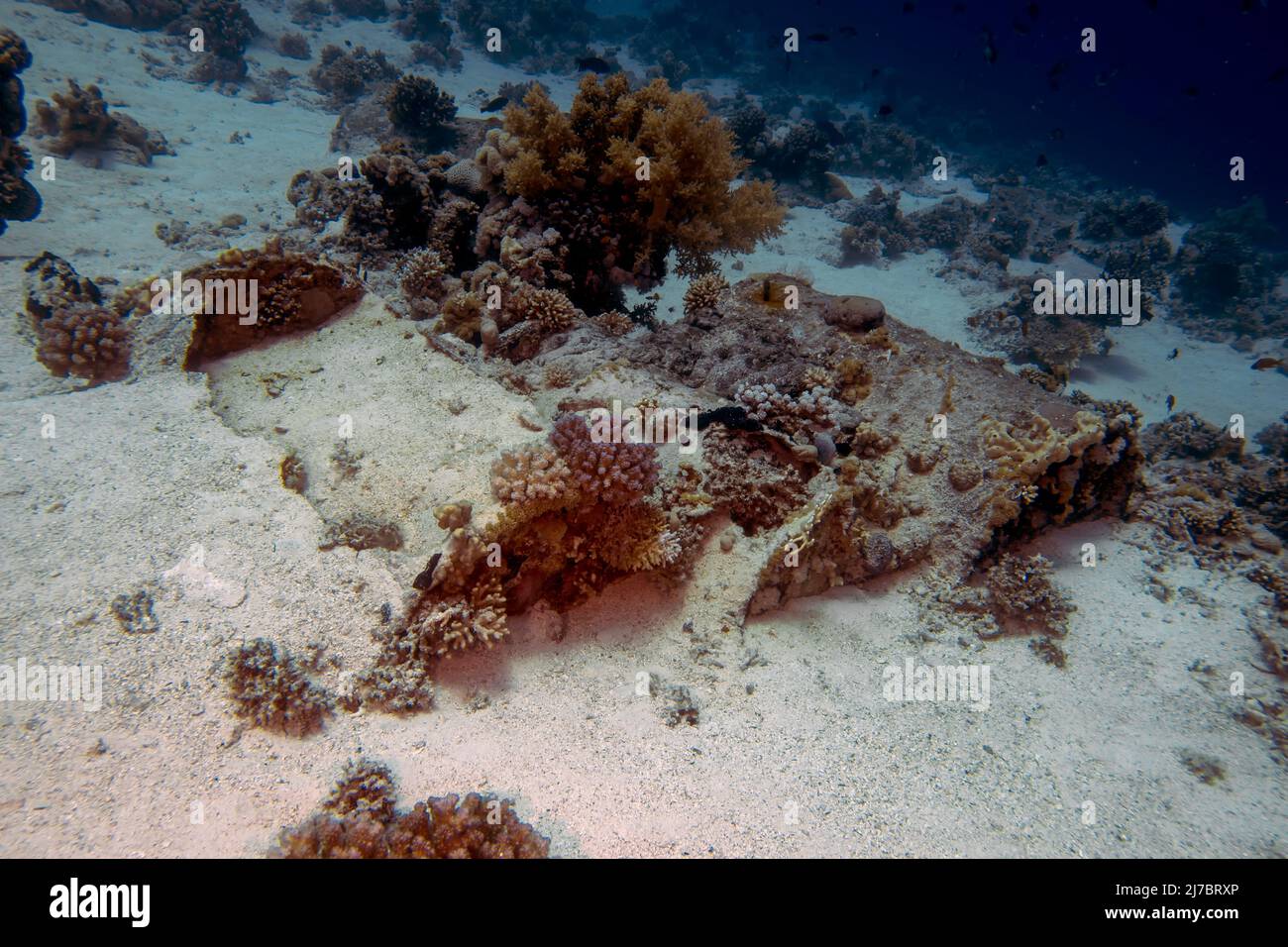 Old barrels from a ship wreck on Gordon Reef in the Straits of Tiran ...