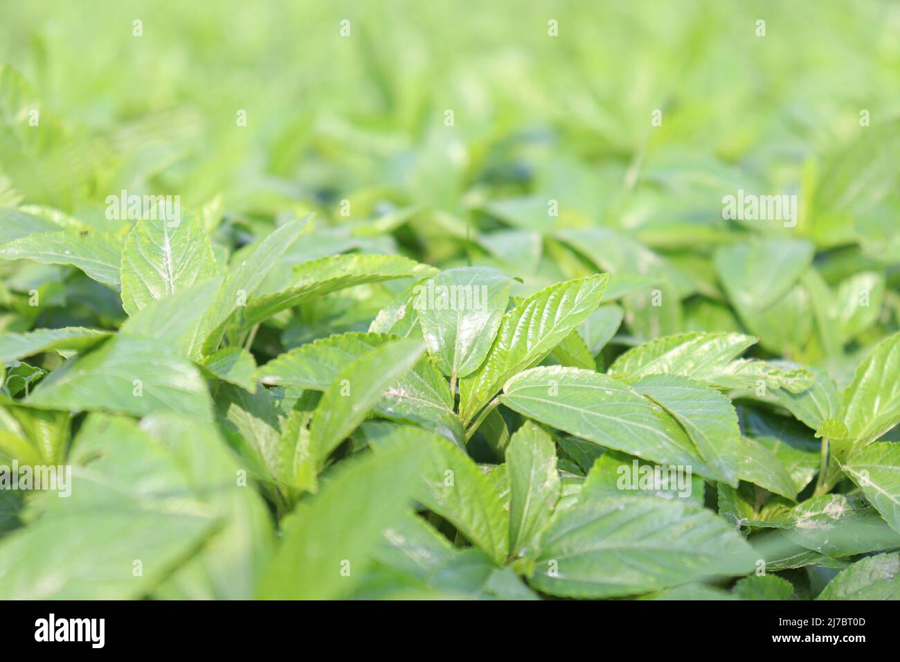 green color jute farm on field for harvest and sell Stock Photo - Alamy