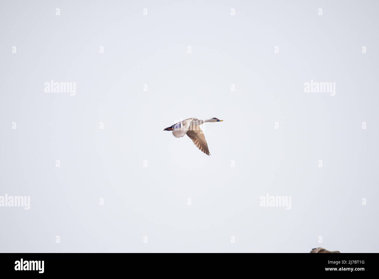 Indian spot-billed duck flying Stock Photo - Alamy