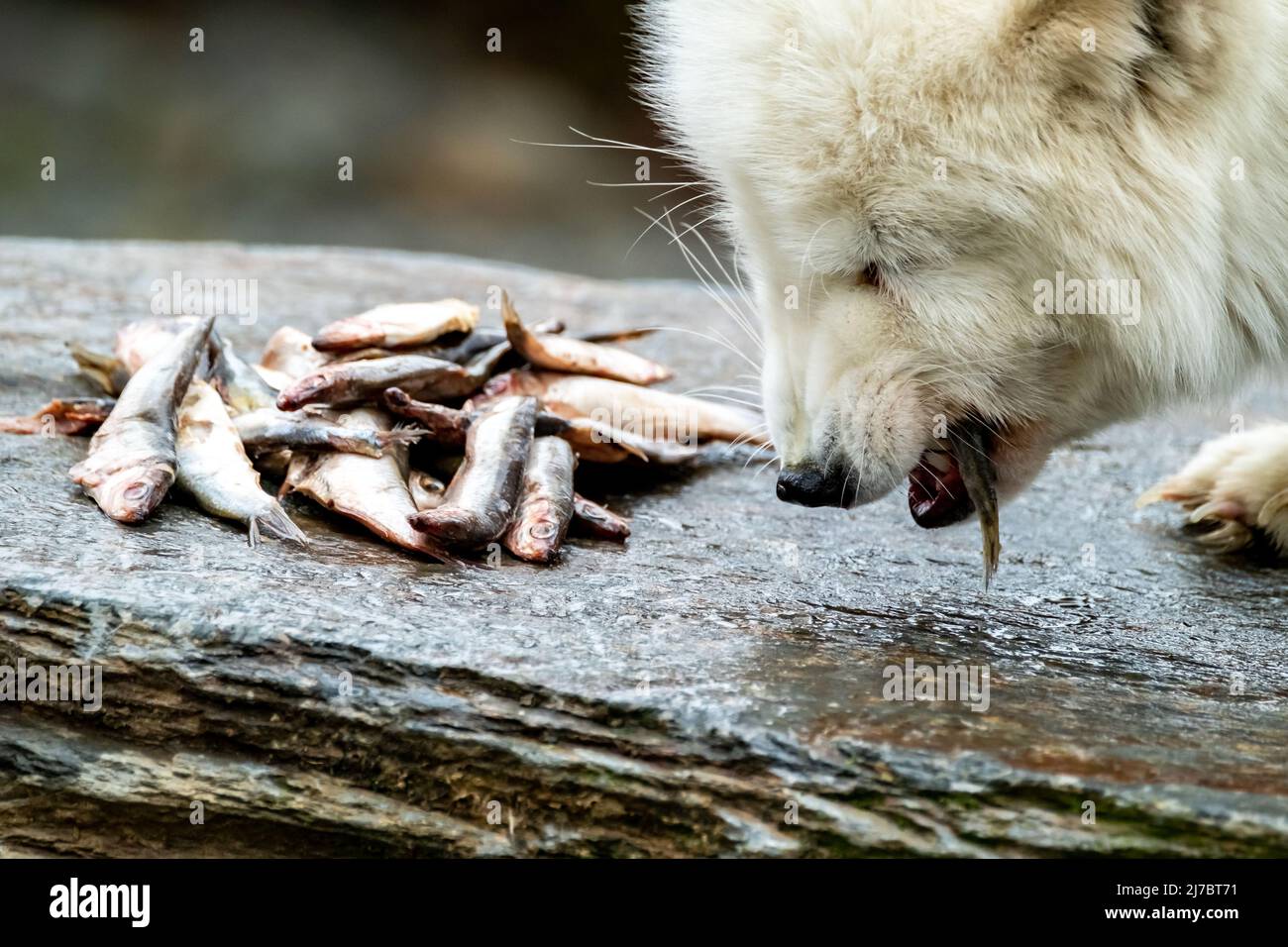 White arctic fox eating fish from a stone Stock Photo - Alamy