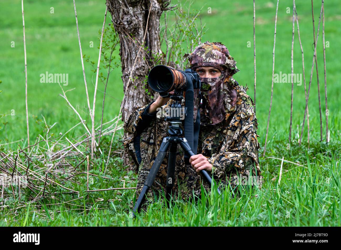 A female nature photographer waiting hidden for an animal Stock Photo ...