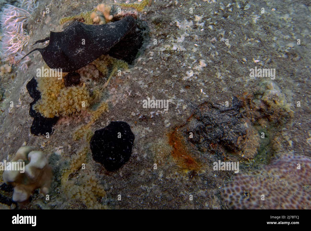 Bits of coral hi-res stock photography and images - Alamy
