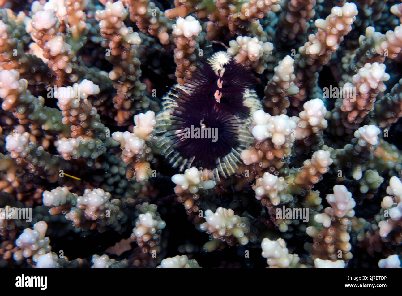A Christmas Tree Worm (Spirobranchus giganteus) in the Red Sea Stock ...