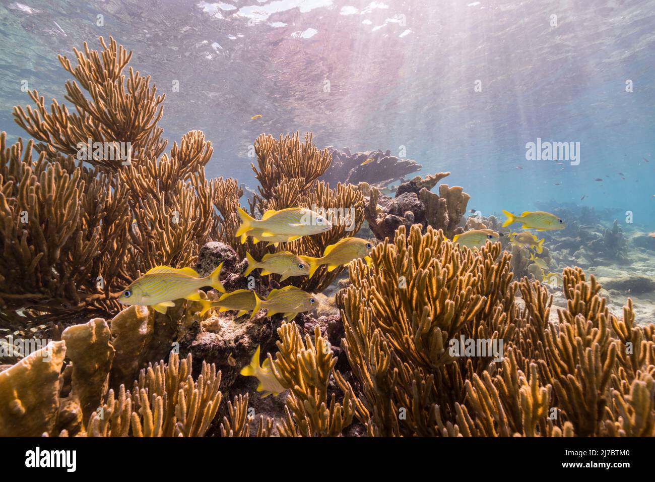 Seascape with various fish, coral, and sponge in the coral reef of the ...