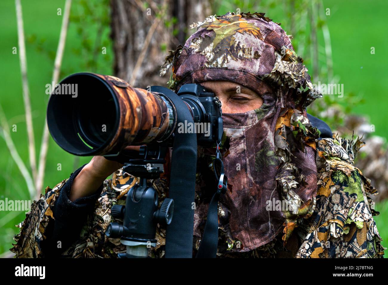 A female nature photographer waiting hidden for an animal Stock Photo ...