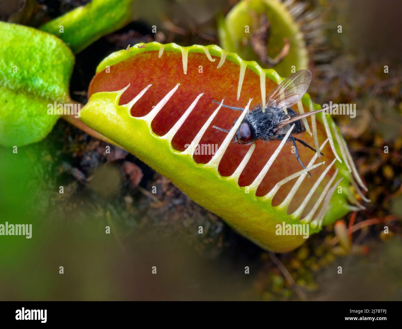 The carnivorous plant Venus fly trap Dionaea muscipula with trapped fly ...