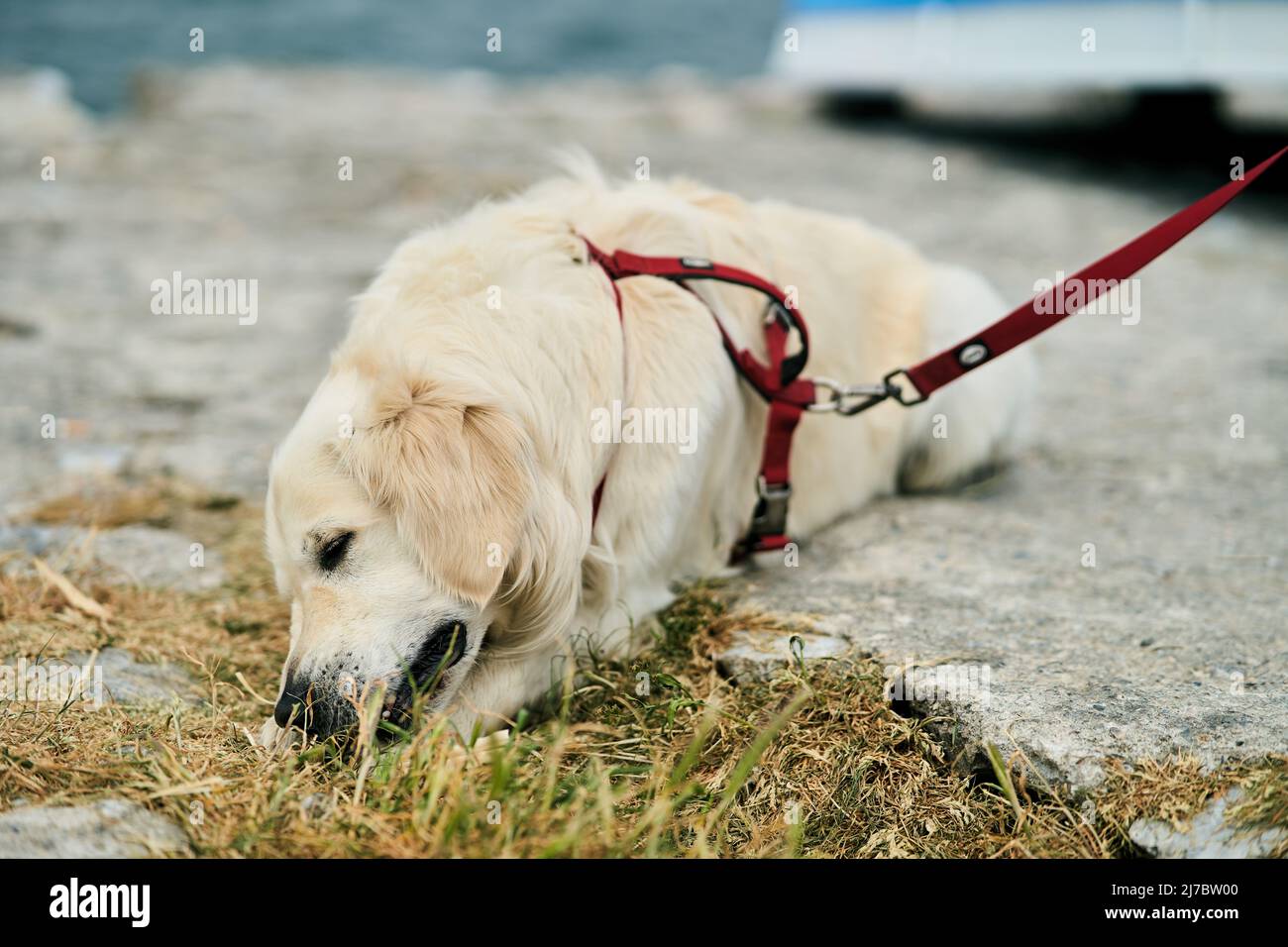 Portrait of a handsome golden labrador retriever Stock Photo - Alamy