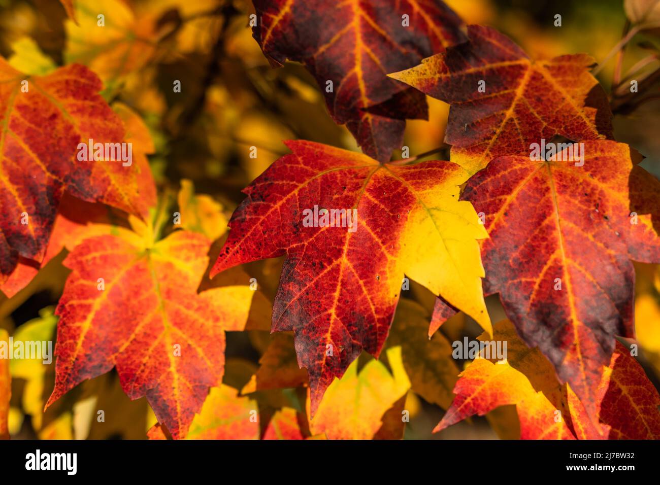 Best Autumn Leaves Stock Photo - Alamy