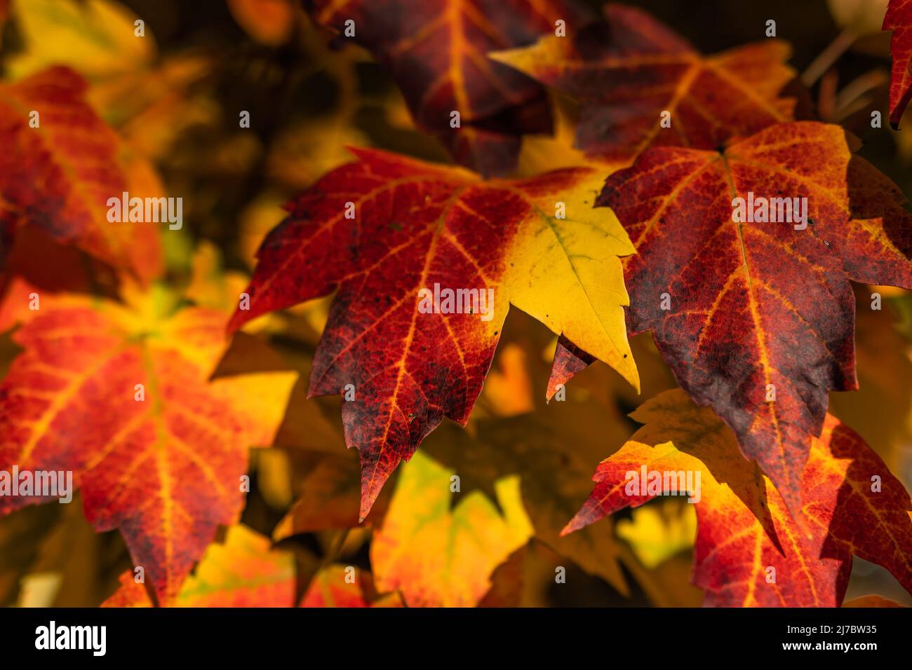 Best leaf colors hi-res stock photography and images - Alamy