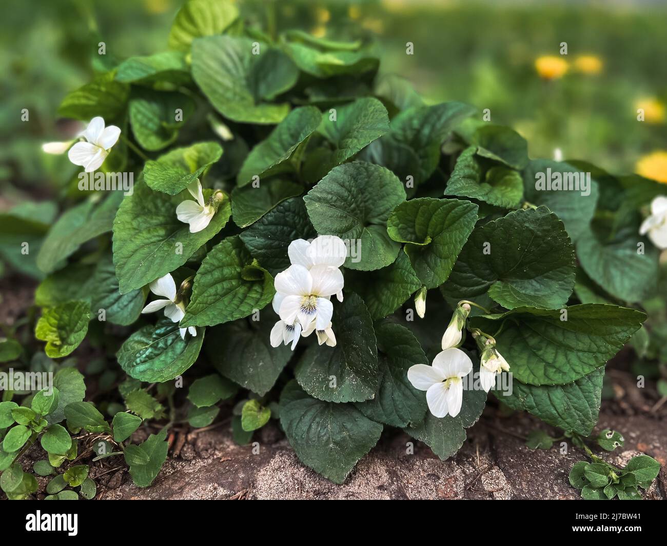 Wild white viola bush Stock Photo - Alamy