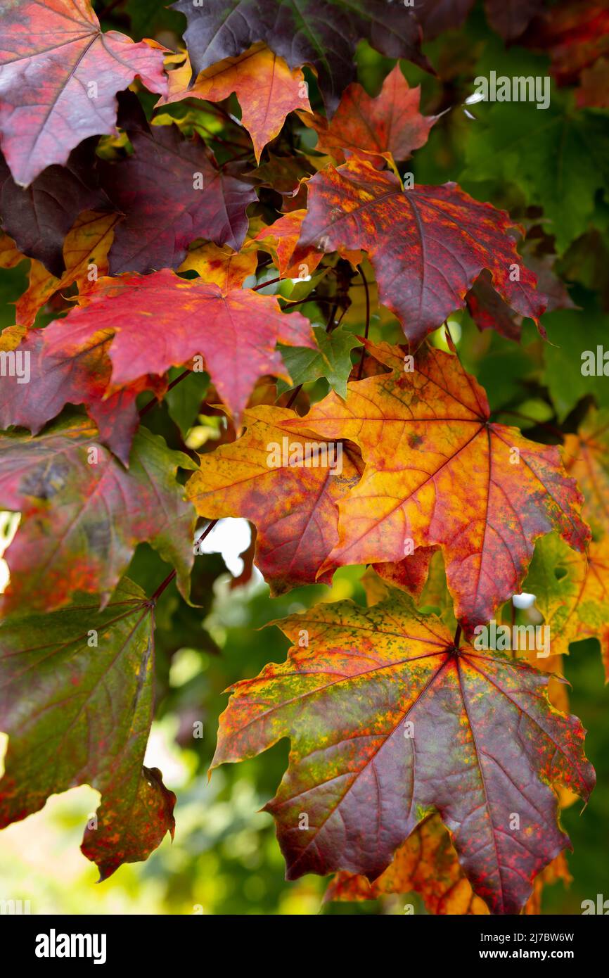 Autum leaf and japanese garden Stock Photo - Alamy