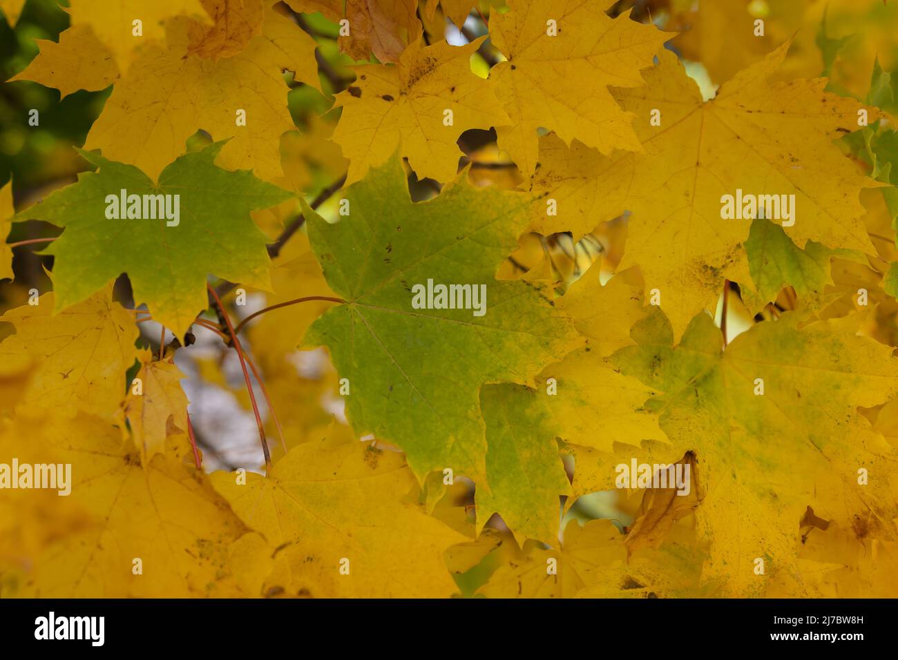 Best Autumn Leaves Stock Photo - Alamy
