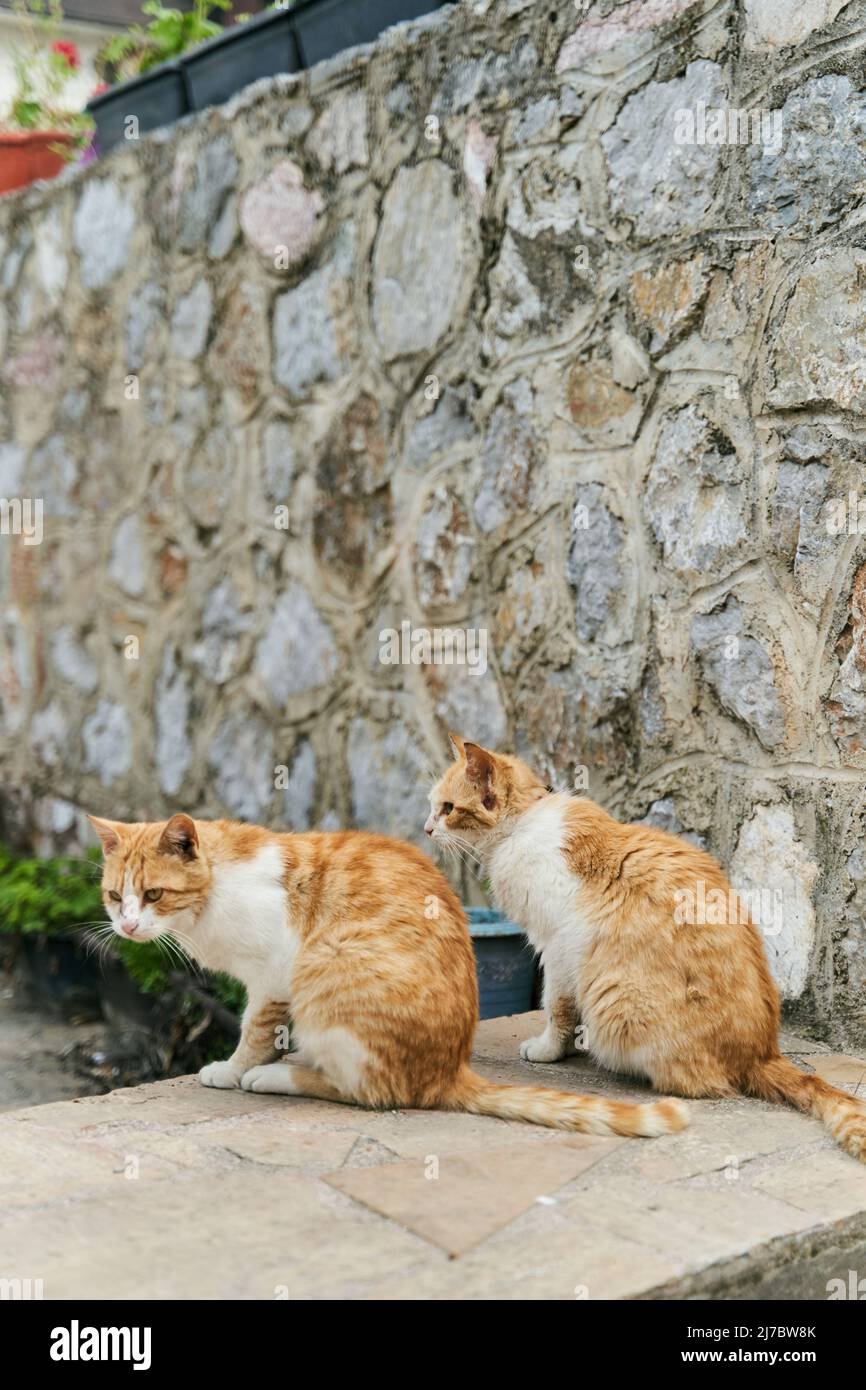 Two identical ginger cats are sitting on the floor Stock Photo - Alamy