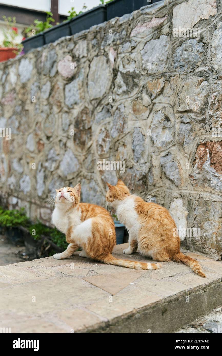 Two identical ginger cats are sitting on the floor Stock Photo - Alamy