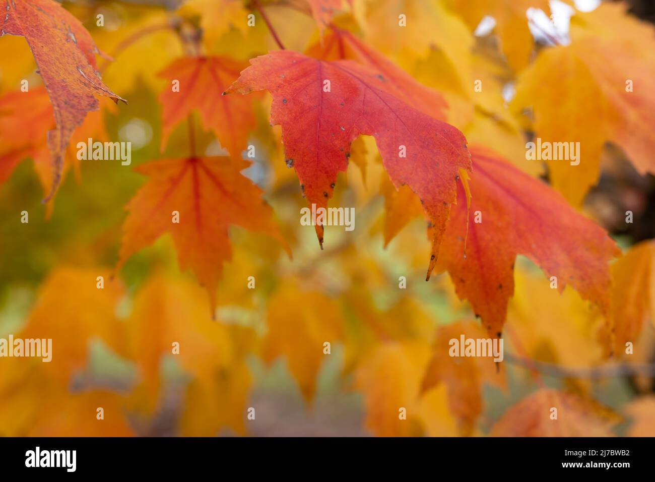Autum leaf and japanese garden Stock Photo - Alamy
