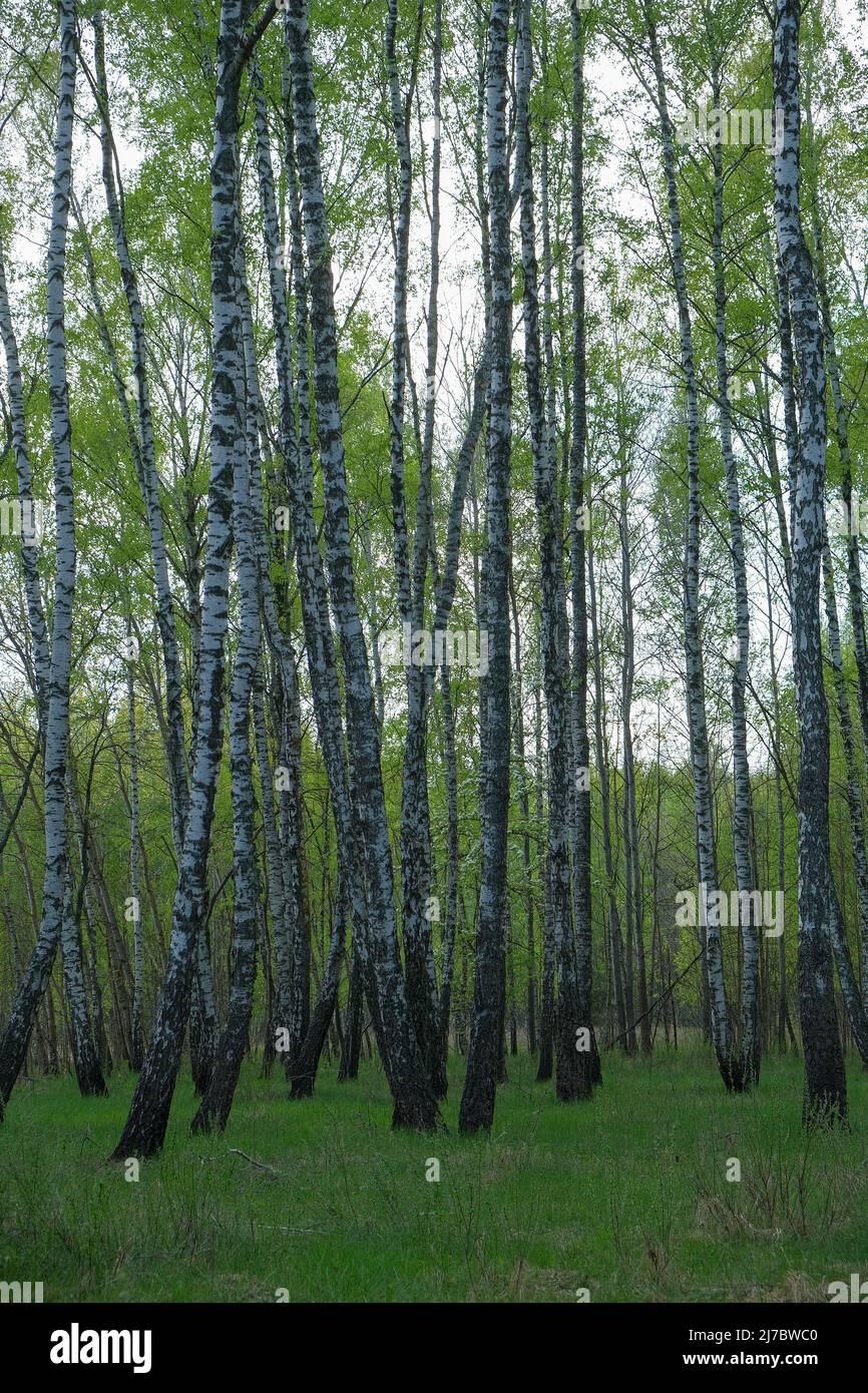 Dense birch forest. Green forest with young birch Stock Photo - Alamy