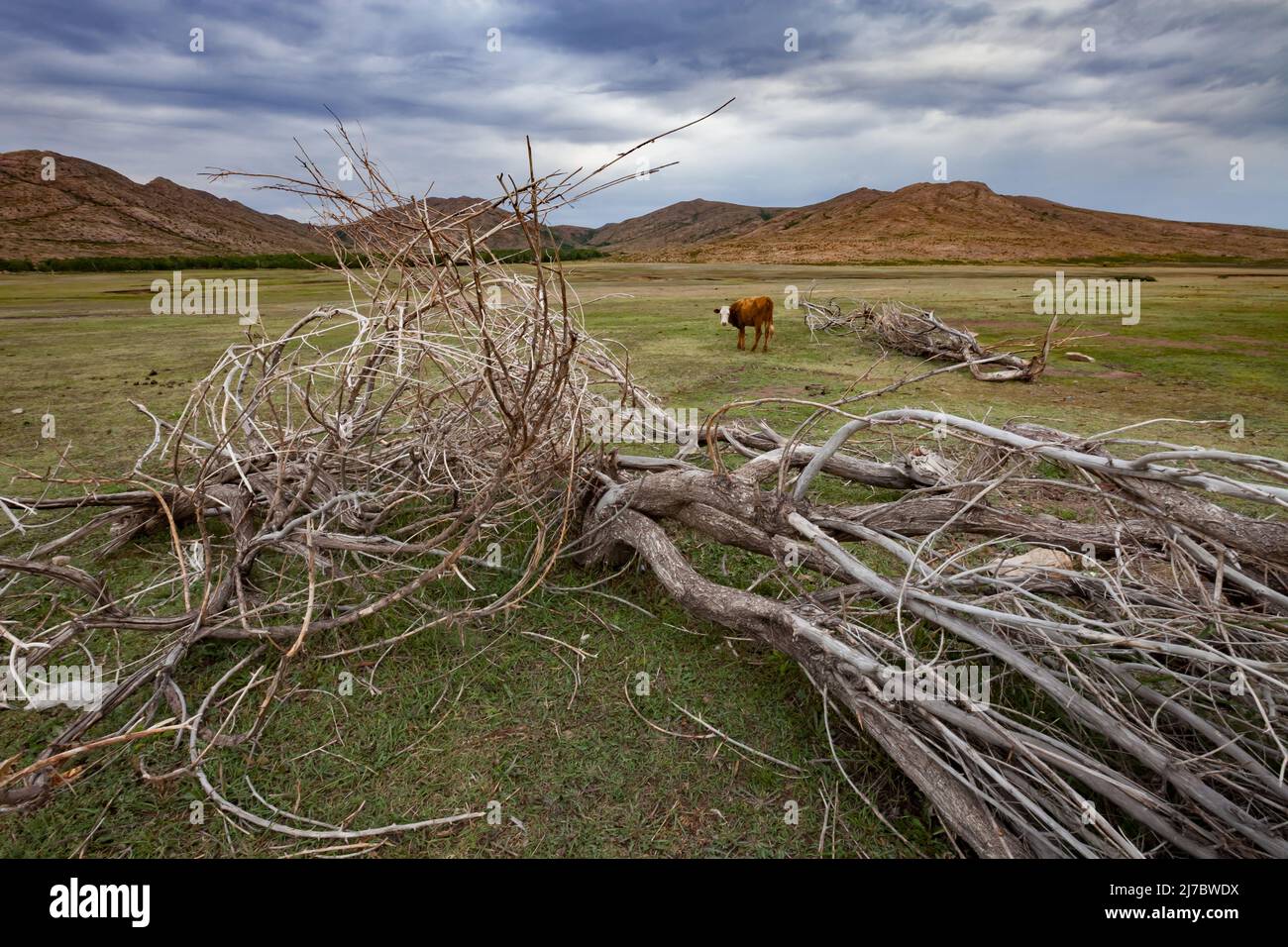 Dead farm animals field hi-res stock photography and images - Alamy