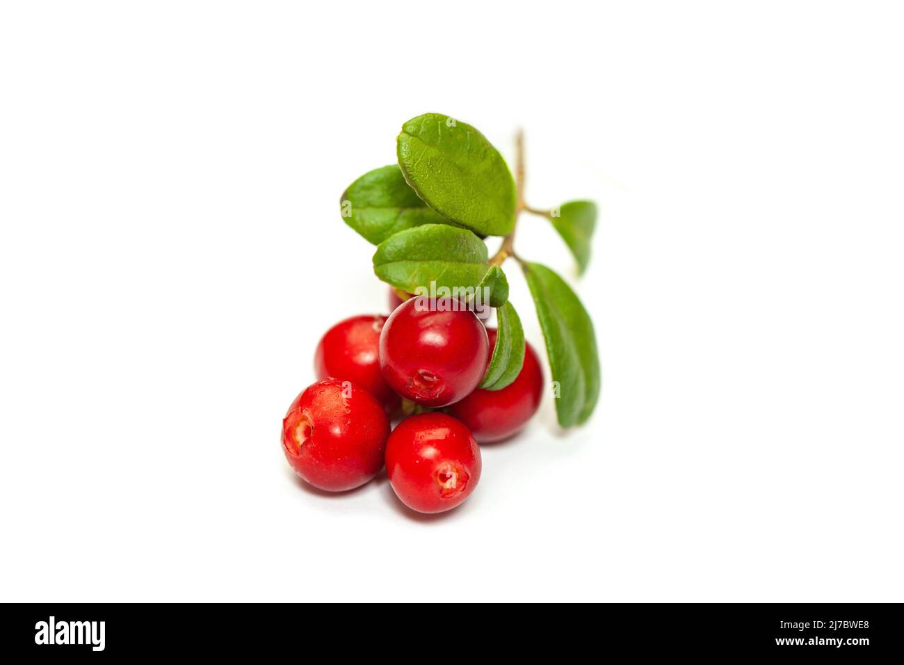 Northern cranberry Cut Out Stock Images & Pictures - Alamy
