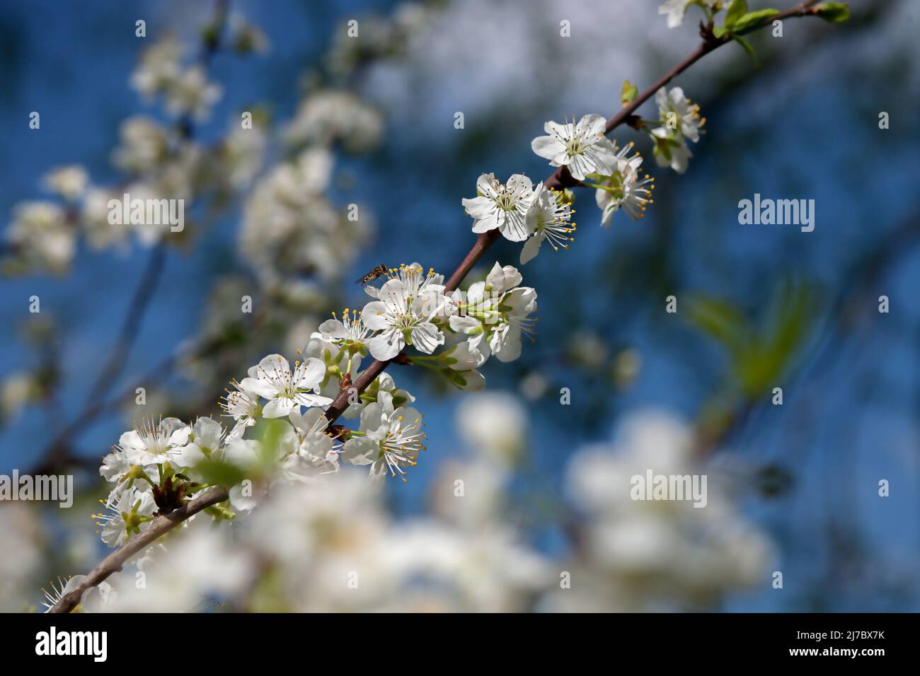 Small clusters of cherry blossoms on a branch against a spring blue sky ...